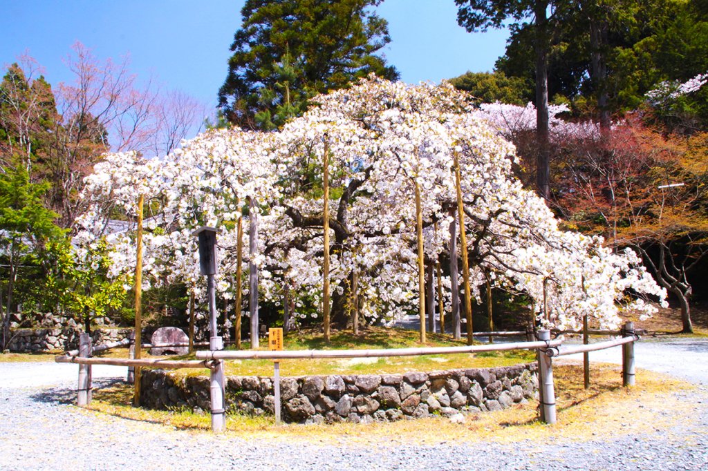 2023-sakura-spot-nishikyo-rakusei03 | とっておきの京都プロジェクト