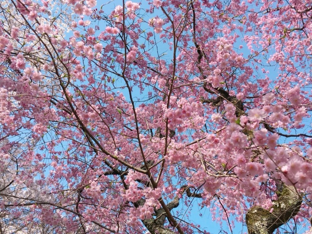 2023-sakura-spot-nishikyo-rakusei08 | とっておきの京都プロジェクト