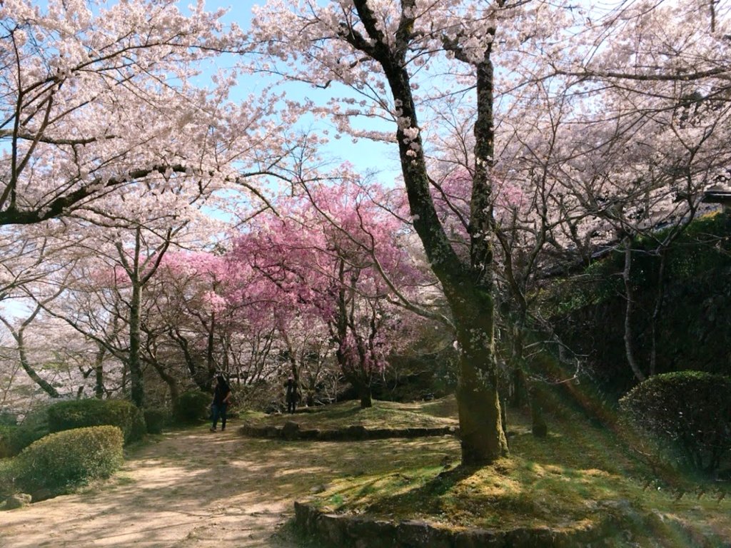 2023-sakura-spot-nishikyo-rakusei09 | とっておきの京都プロジェクト