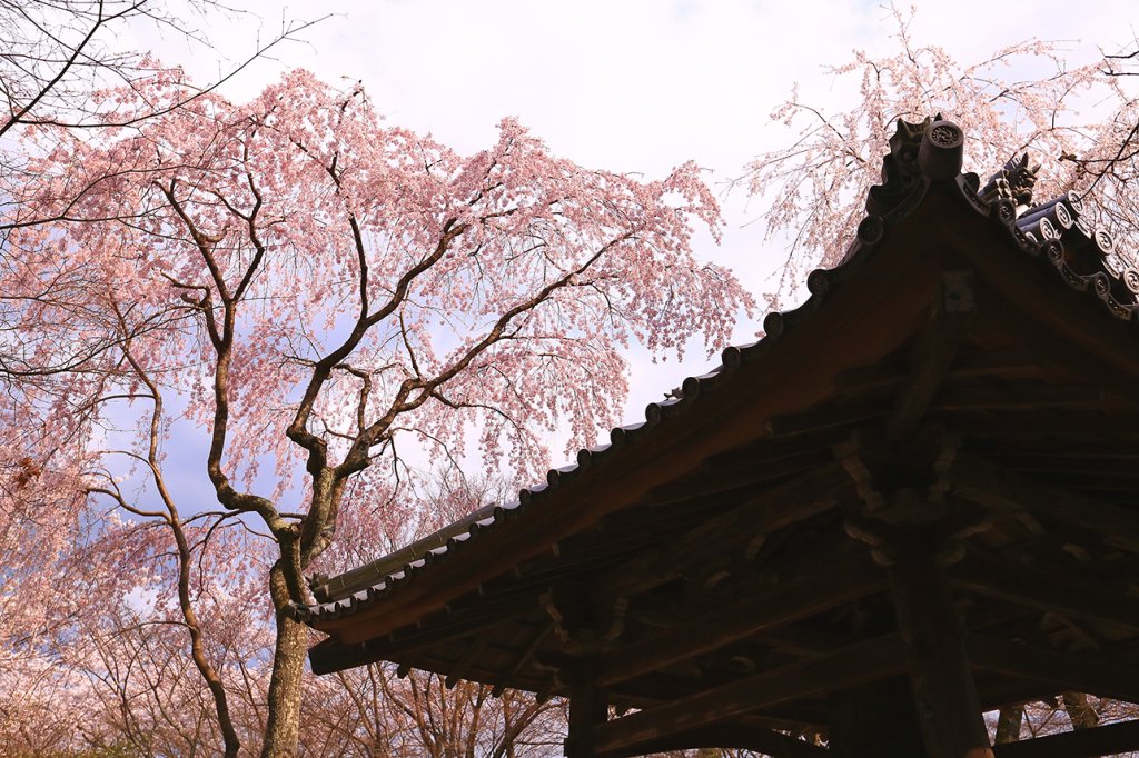 2023-sakura-spot-nishikyo-rakusei12 | とっておきの京都プロジェクト