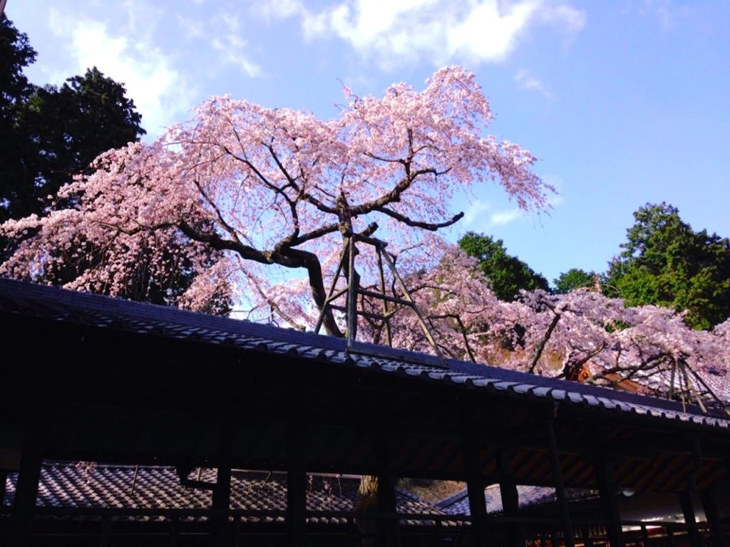 2023-sakura-spot-nishikyo-rakusei15 | とっておきの京都プロジェクト