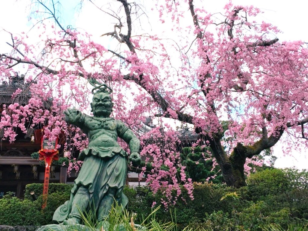 2023-sakura-spot-nishikyo-rakusei16 | とっておきの京都プロジェクト