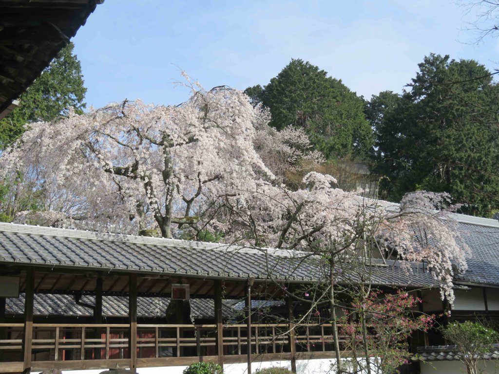 2023-sakura-spot-nishikyo-rakusei22 | とっておきの京都プロジェクト
