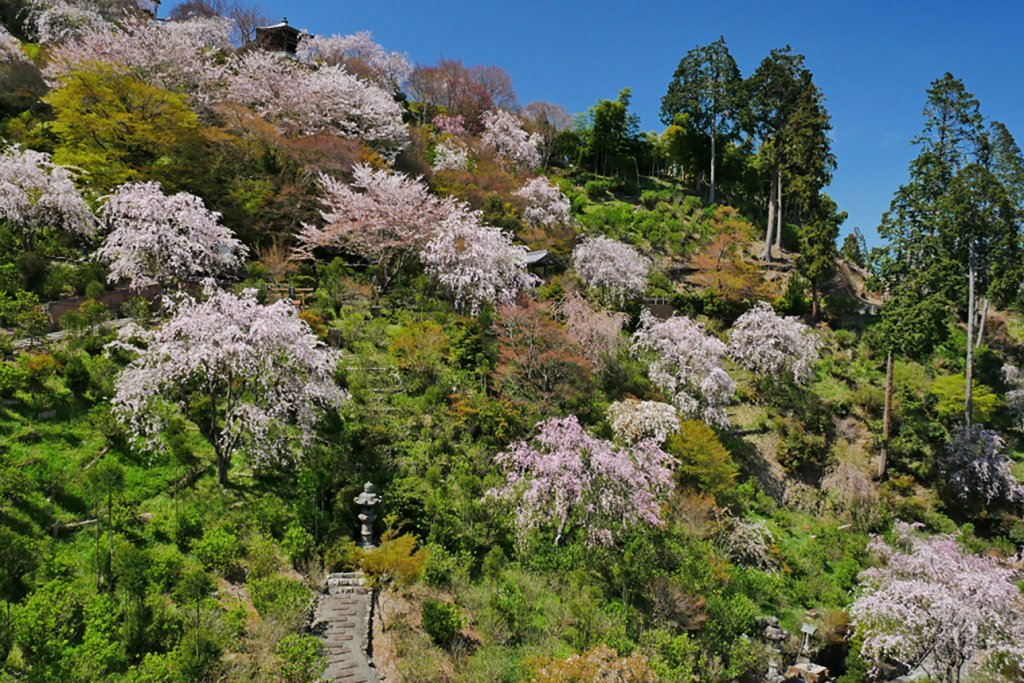 2023-sakura-spot-nishikyo-rakusei24 | とっておきの京都プロジェクト