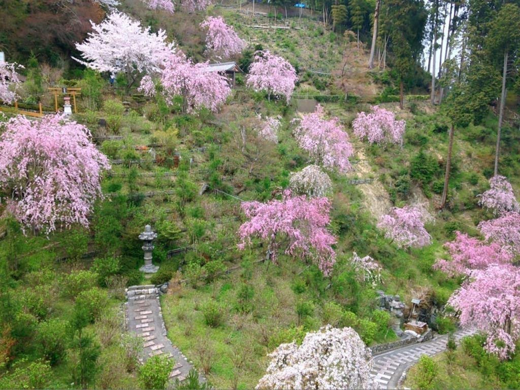 2023-sakura-spot-nishikyo-rakusei28 | とっておきの京都プロジェクト