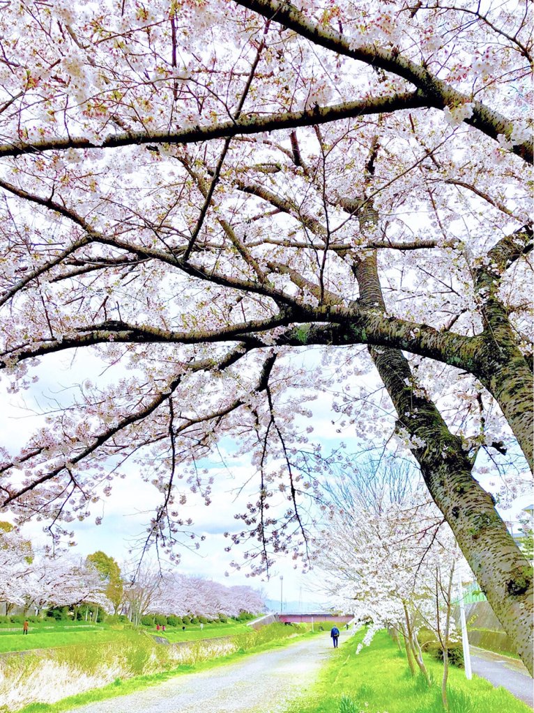 2023-sakura-spot-nishikyo-rakusei29 | とっておきの京都プロジェクト