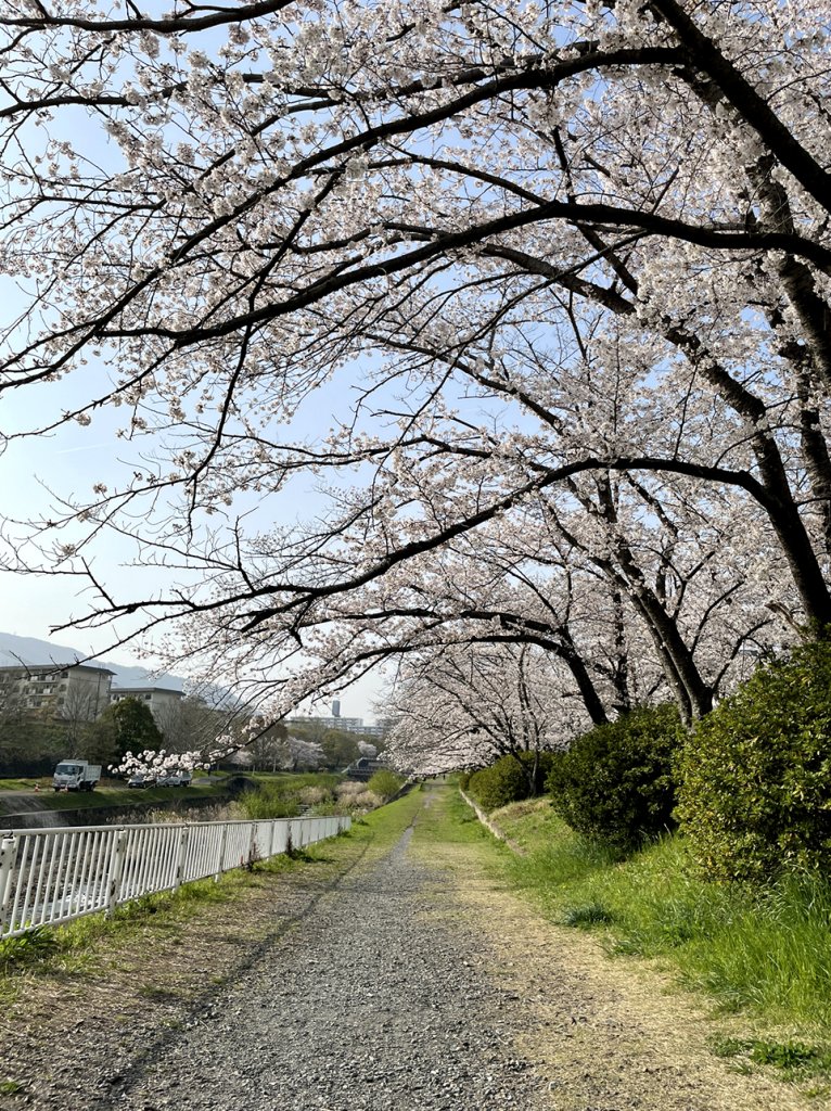 2023-sakura-spot-nishikyo-rakusei30 | とっておきの京都プロジェクト