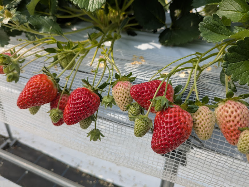 laplace-ichigo9 | とっておきの京都プロジェクト